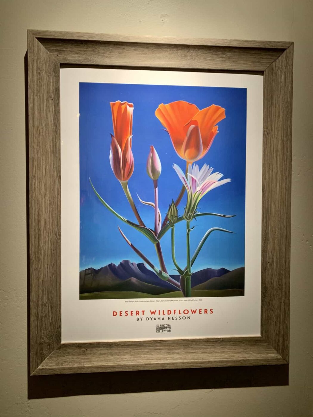 Arizona Highways Wildflower Poster 24×18 – Dyana Hesson
