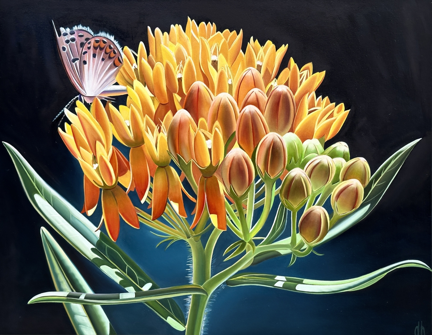 A Good Landing - Butterfly Weed and Acmon Blue Butterfly Sierra Ancha ...