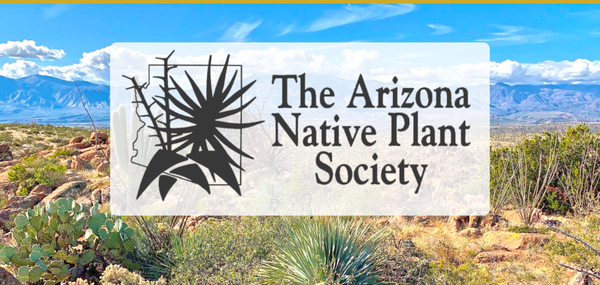 Arizona native plant society photo – Dyana Hesson